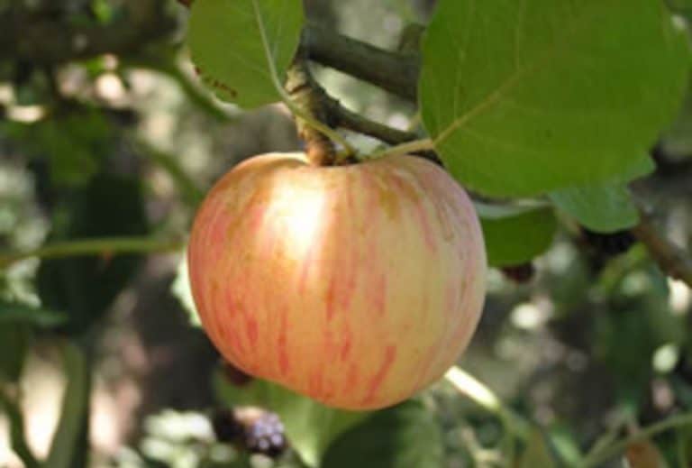 20 Different Types of Crabapple Trees & Identifying Features