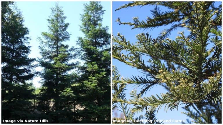 8 Different Types of Redwood Trees & Identifying Features