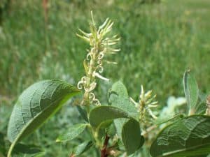 16 Different Types of Willow Trees & Identifying Features