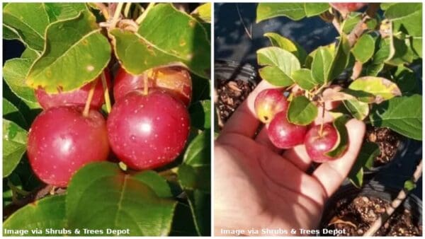 20 Different Types of Crabapple Trees & Identifying Features