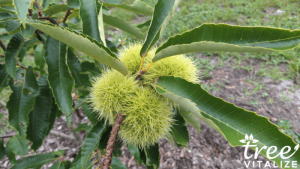 10 Different Types of Chestnut Trees & Identifying Features