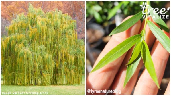 16 Different Types of Willow Trees & Identifying Features