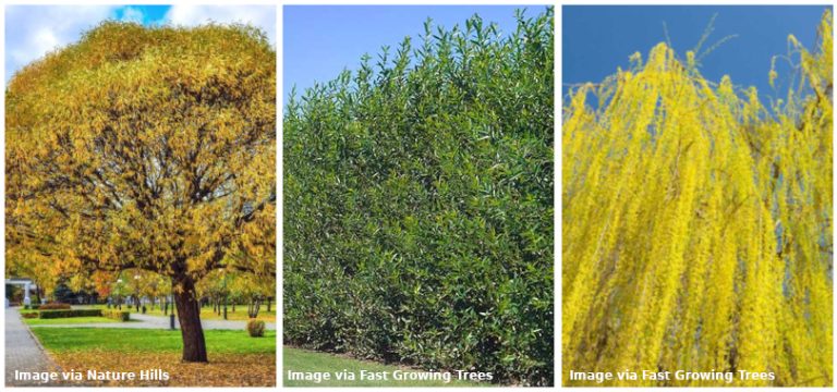 16 Different Types of Willow Trees & Identifying Features