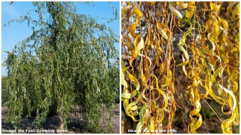 16 Different Types of Willow Trees & Identifying Features