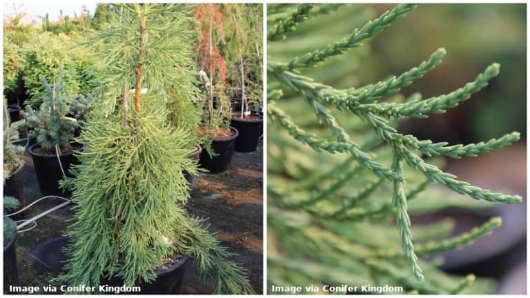8 Different Types of Redwood Trees & Identifying Features