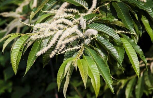 10 Different Types of Chestnut Trees & Identifying Features