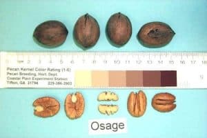 15 Different Types of Pecan Trees & Identifying Features