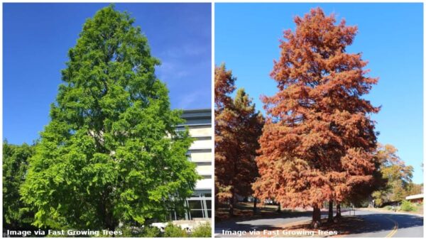 8 Different Types of Redwood Trees & Identifying Features
