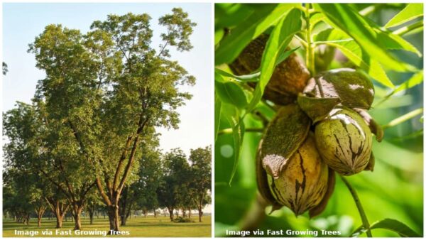 15 Different Types of Pecan Trees & Identifying Features
