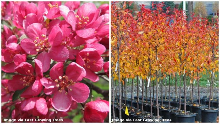 20 Different Types of Crabapple Trees & Identifying Features