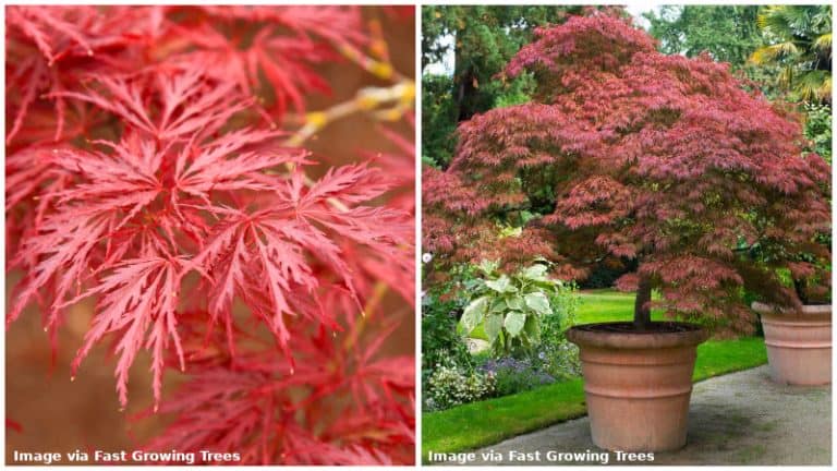 16 Different Types of Japanese Maple Trees & Identifying Features