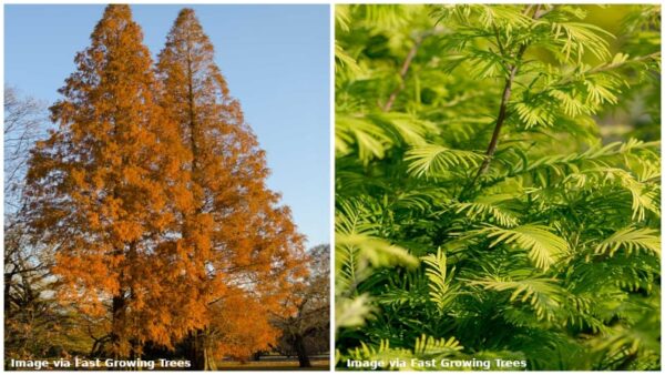 8 Different Types of Redwood Trees & Identifying Features