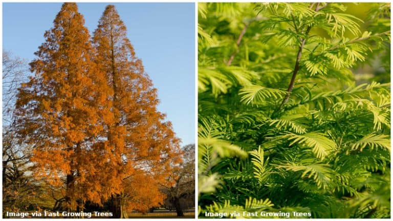 8 Different Types of Redwood Trees & Identifying Features