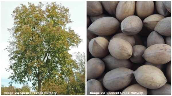 15 Different Types of Pecan Trees & Identifying Features