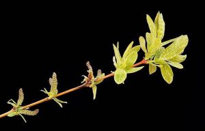 16 Different Types of Willow Trees & Identifying Features