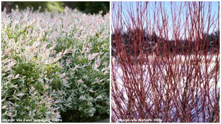 16 Different Types of Willow Trees & Identifying Features