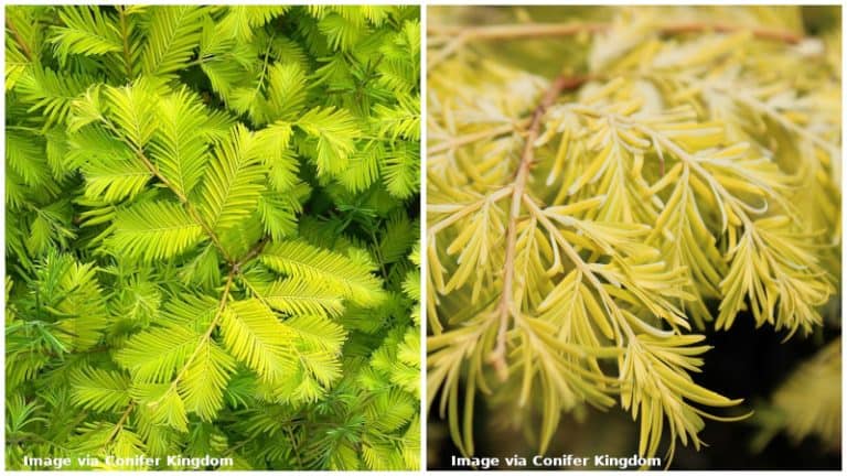 8 Different Types of Redwood Trees & Identifying Features