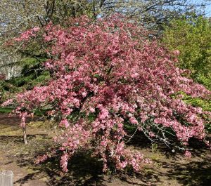 20 Different Types of Crabapple Trees & Identifying Features