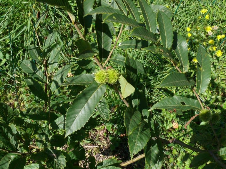 10 Different Types of Chestnut Trees & Identifying Features