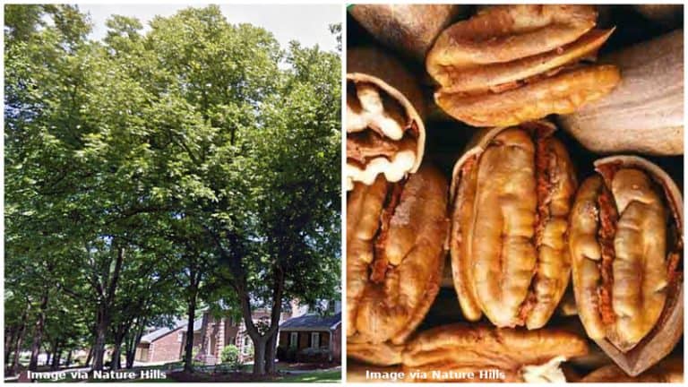 15 Different Types of Pecan Trees & Identifying Features