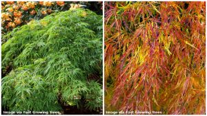 16 Different Types of Japanese Maple Trees & Identifying Features