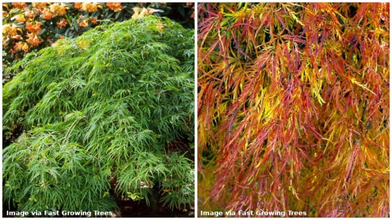 16 Different Types of Japanese Maple Trees & Identifying Features