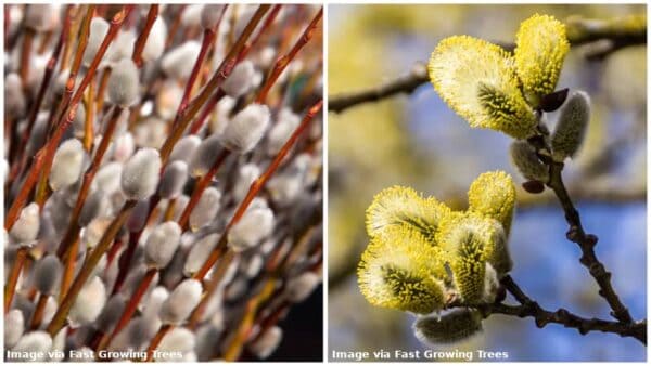 16 Different Types of Willow Trees & Identifying Features