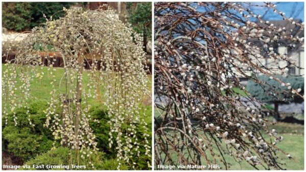 16 Different Types of Willow Trees & Identifying Features