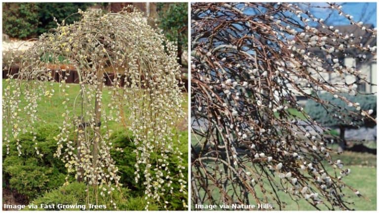 16 Different Types of Willow Trees & Identifying Features