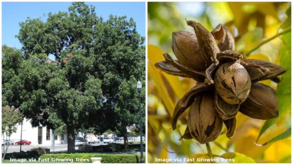 15 Different Types of Pecan Trees & Identifying Features