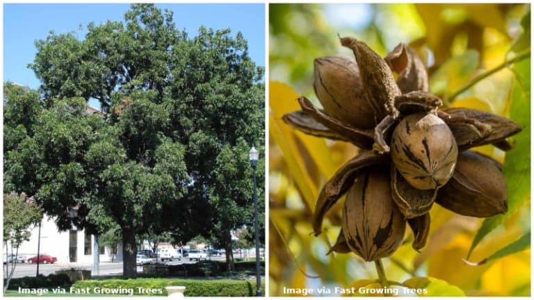 15 Different Types of Pecan Trees & Identifying Features