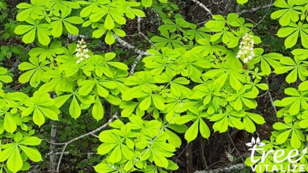 10 Different Types of Chestnut Trees & Identifying Features