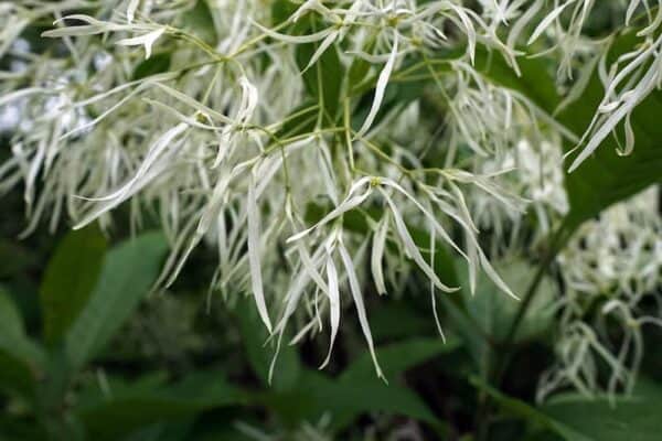 9 Stunning Flowering Trees in Virginia (Purple, White & Red)