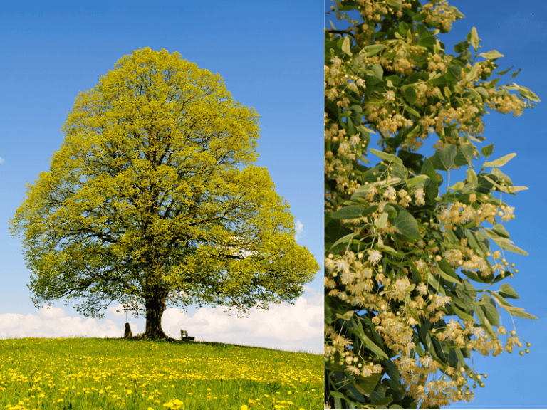 30 USDA Zone 2 Trees (Nut, Fruit, Flowering & Fast Growing)