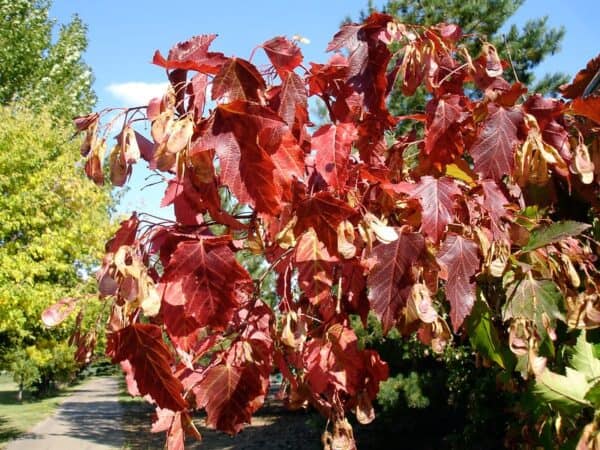 9 Stunning Maple Trees That Will Thrive in Virginia