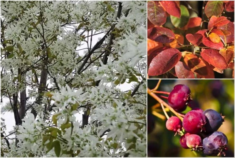 14 Ornamental Flowering Trees for USDA Zone 8 Landscapes