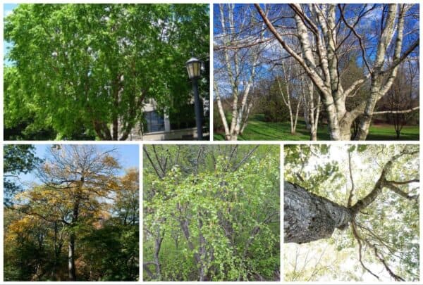 6 Best Nut Trees to Grow in Tennessee for Reliable Crops