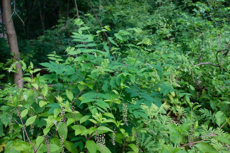 6 Edible & Native Nut Trees That Grow in Virginia