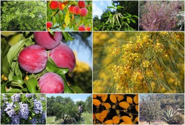 13 Popular Trees in North Texas That Will Thrive