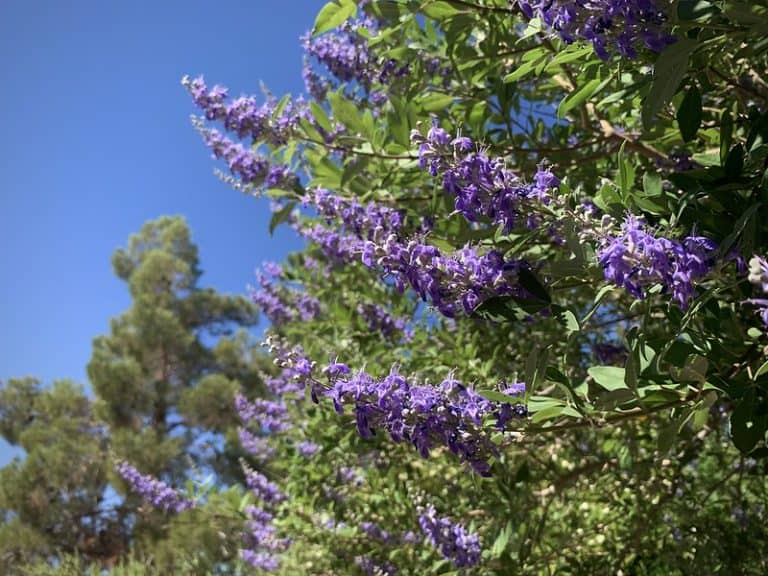 20 Full-Sized & Small Ornamental Flowering Trees for Zone 7