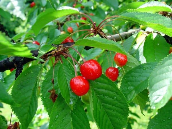 10 Delicious Fruit Trees in Virginia to Consider Planting