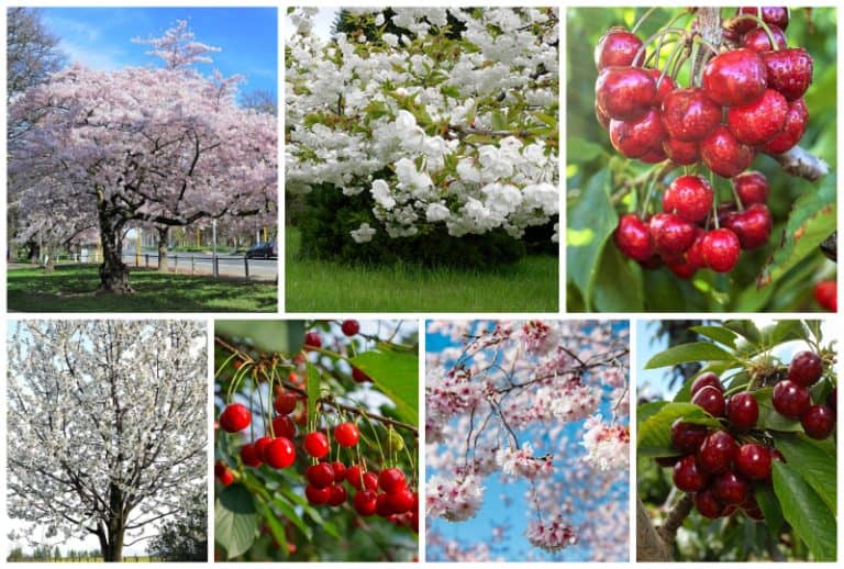 7 Best Varieties of Pear Trees to Grow in Florida