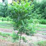 5 Varieties of Pecan Trees That Will Produce in Virginia