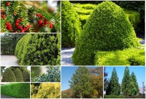 10 Delicious Fruit Trees in Virginia to Consider Planting