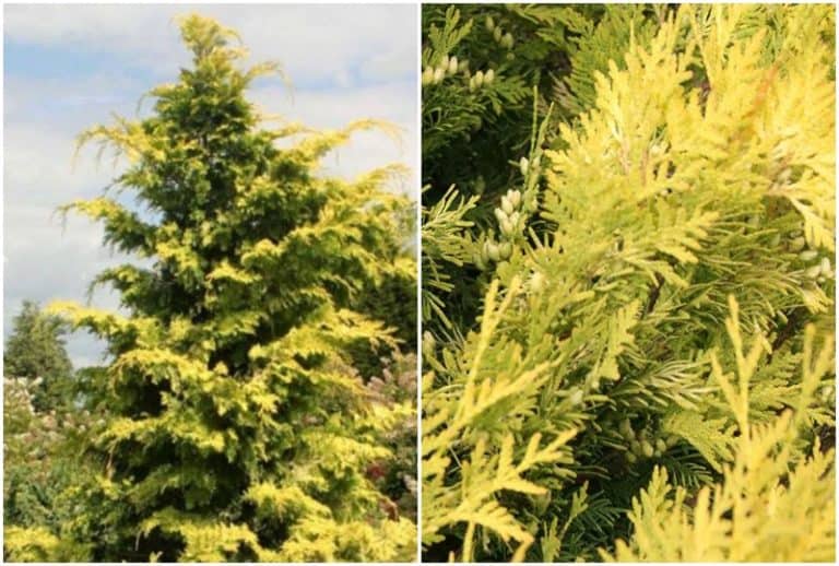 9 Evergreen Trees for Shade and Privacy in Virginia