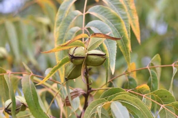 8 Nut Trees to Grow in Indiana for Reliable Harvests