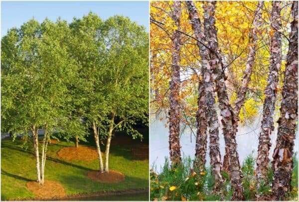 Which Birch Trees Will Grow Successfully in Texas?