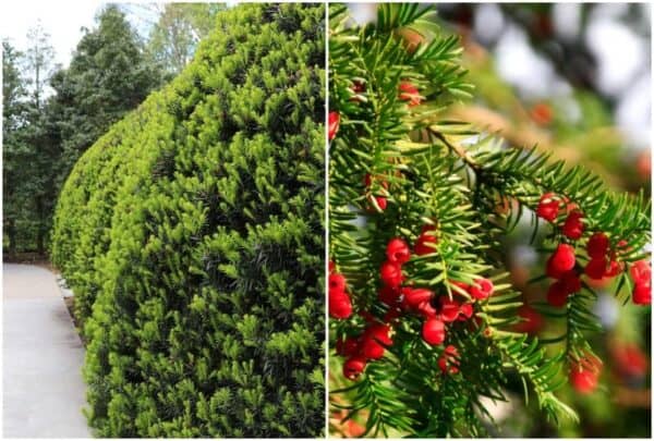 9 Evergreen Trees for Shade and Privacy in Virginia