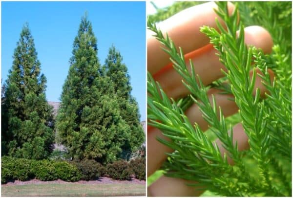 9 Evergreen Trees for Shade and Privacy in Virginia