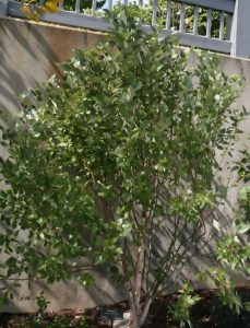 Which Birch Trees Will Grow Successfully in Texas?